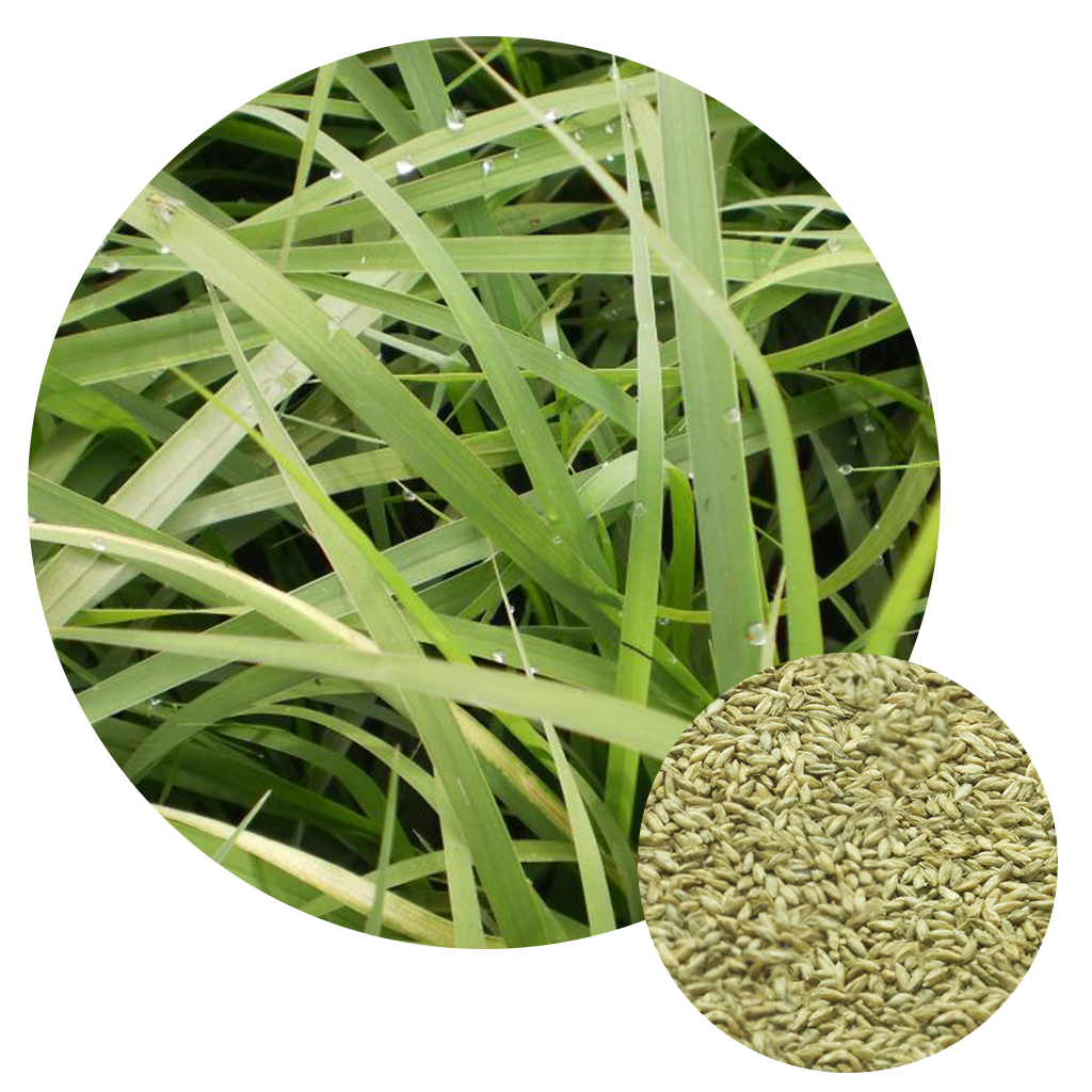 Panicum maximum Massai